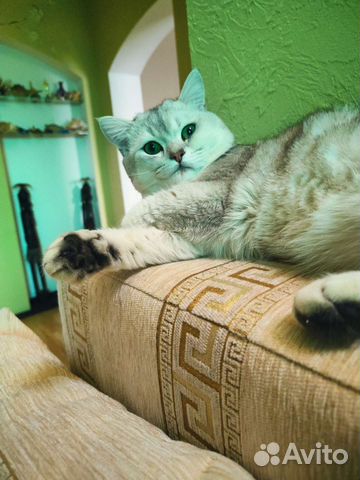 Кот шиншилла серебристая вязка