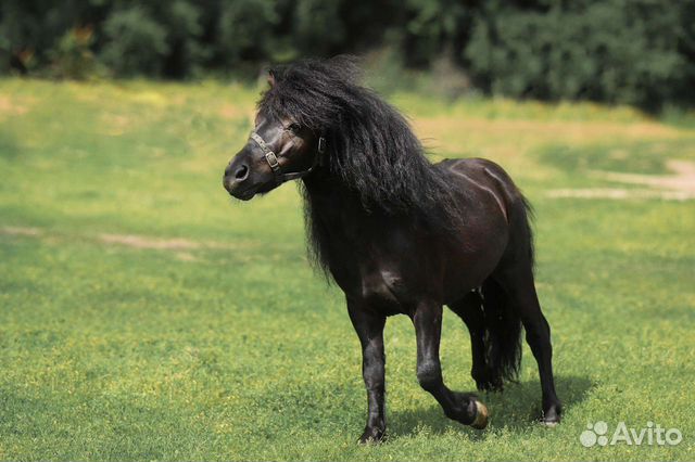 Жеребец для случки