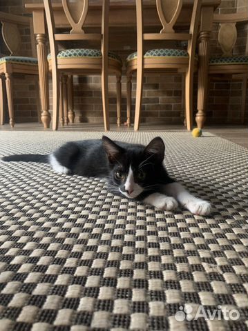 Черная -Клякса, черно-бел-Феликс, Зефирка