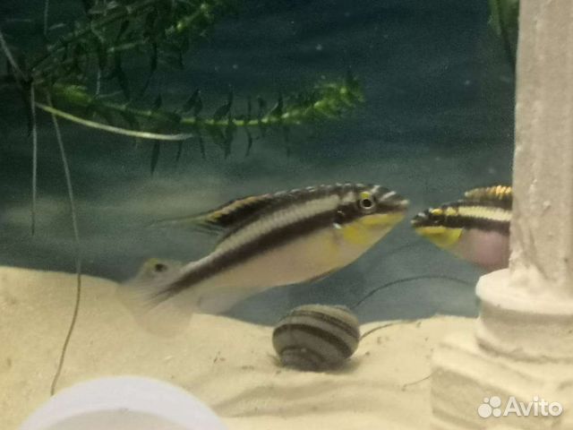 Пельвикахромис (цихлиды)