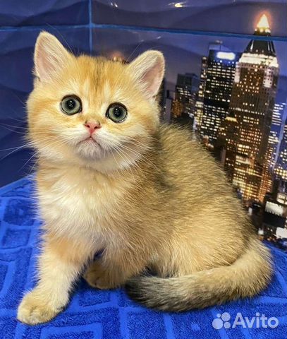 Британские котята золотая шиншилла и колор-пойнт