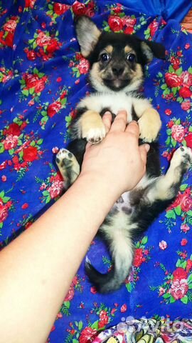 Девочка красавица щеночек