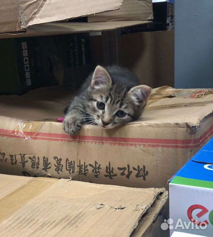 Ласковый Тима просит о спасении