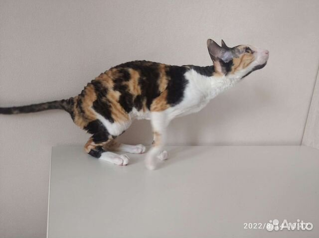 Котята корниш-рекс