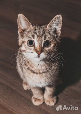 Котенок