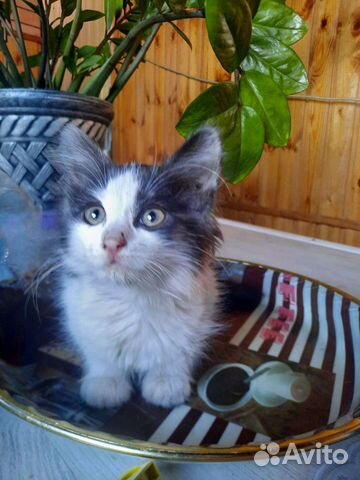 Котёнок девочка,на вид недели 2-3