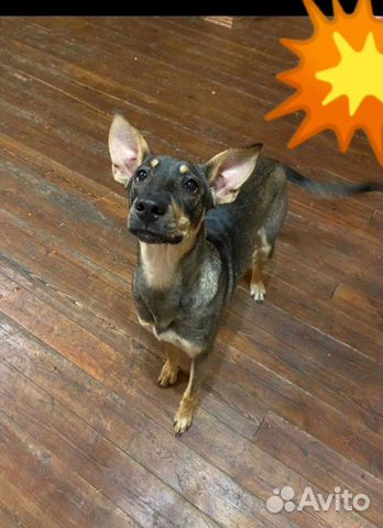 Ушастая и клевая