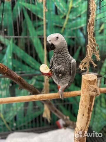 Подам попугая Жако