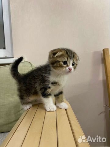Британский вислоухий котенок
