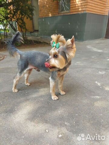 Йоркширский терьер бесплатно ищем невесту