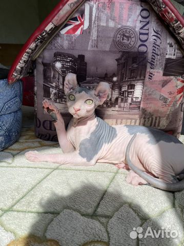 Продается котенок канадского эльфа