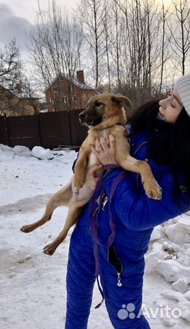 Щеночек Джони