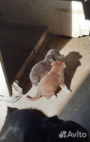 Щенки бесплатно