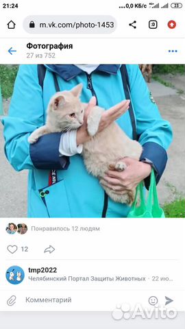 Кот Абрикос - отдам в добрые руки