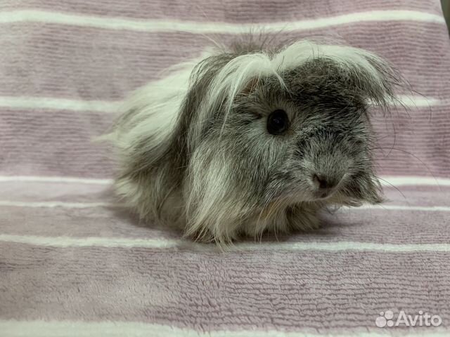 Морская свинка перуанка девочка