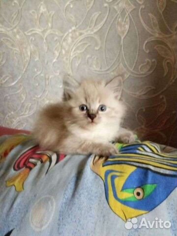 Невские маскарадные котята
