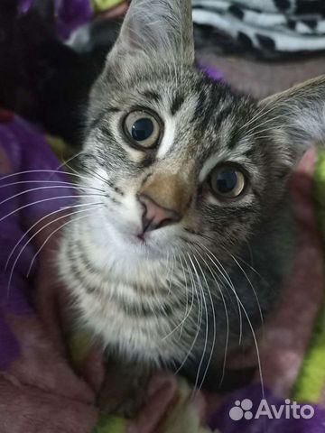 Котенок в дар в добрые руки