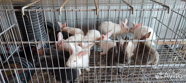 Кролики на племя