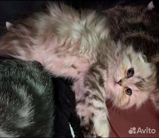 Шотландские котята