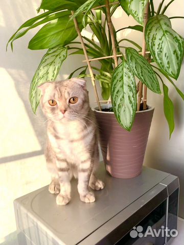 Котик шотландский вислоухий.Вязка