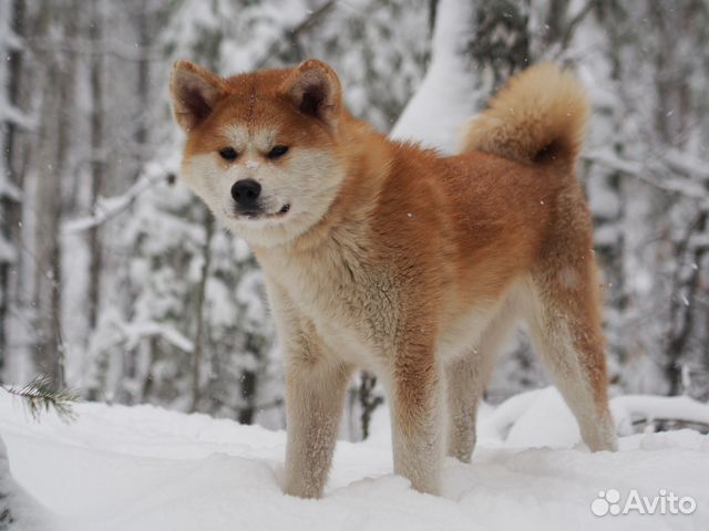 Ёкасима рыжая акита ину