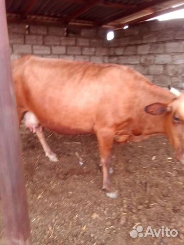 Корова дойная
