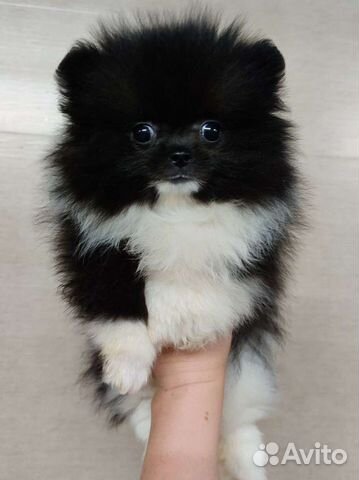 Померанский шпиц, девочка