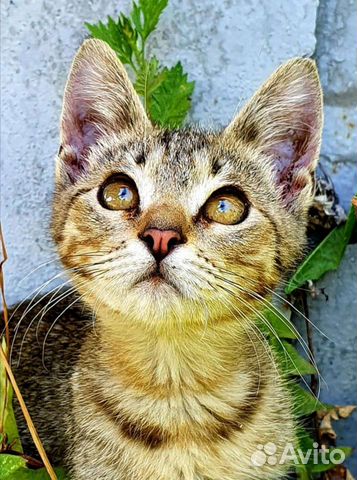 Кошки в добрые руки бесплатно