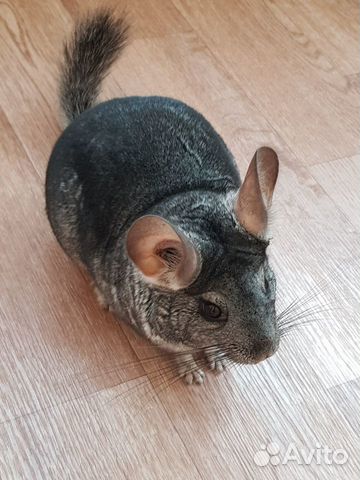 Шиншилла вязка