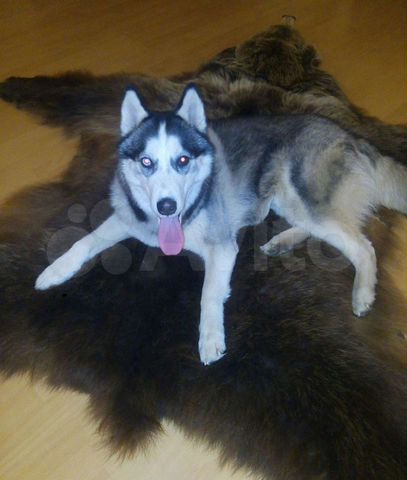 Сибирский хаски