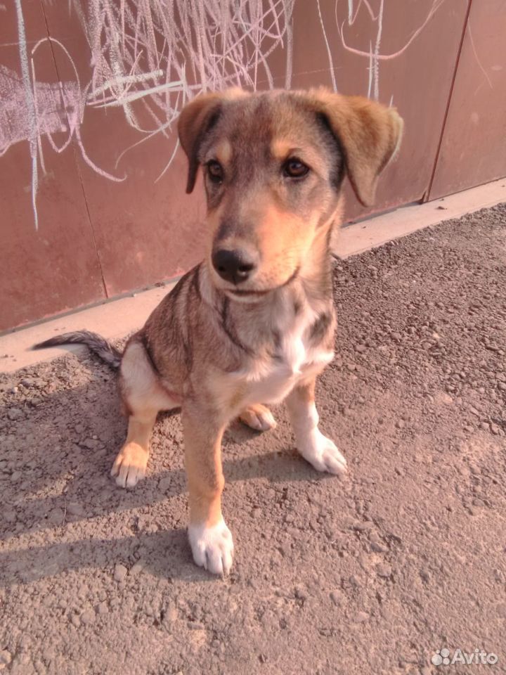 Шикарный щенок-мальчик ищет дом. Будет выше колена