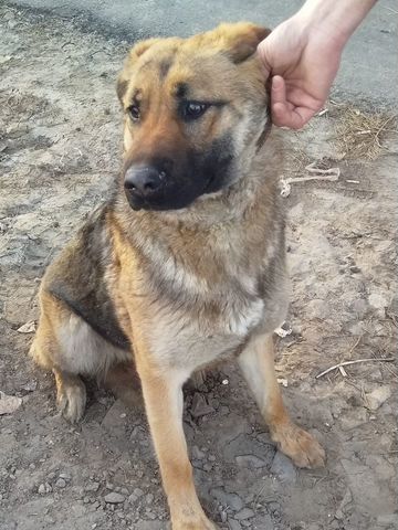 Найдена собака