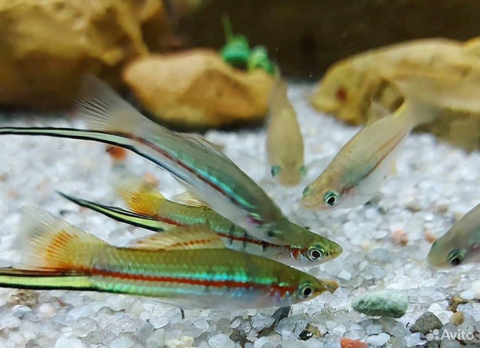 Рыбка меченосец Альвареса