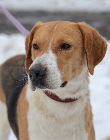 Русская гончая Арни