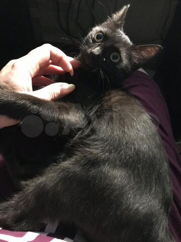 Ласковая красавица - котенок Глаша в добрые руки