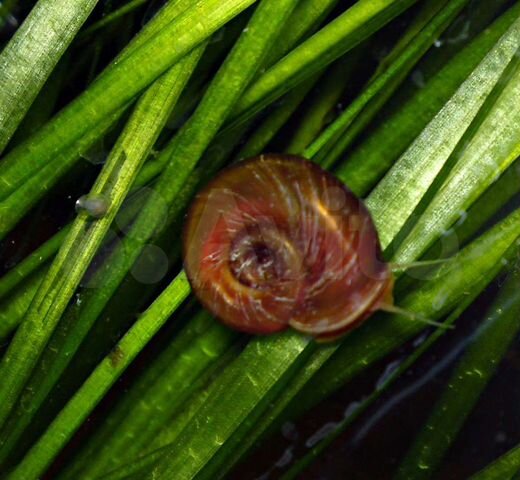 Улитки аквариумные