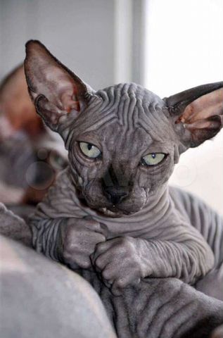 Котёнок сфинкс