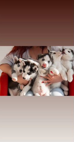 Чистопородные воспитанные хасята;)