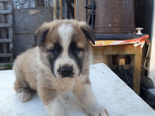 Собака, щенок московская сторожевая