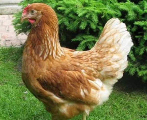 Куры молодки