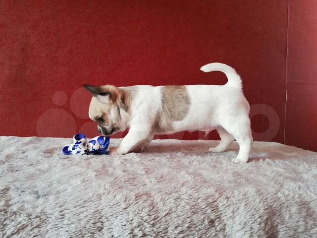 Мальчик Чихуашка