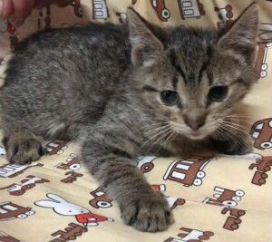 Маленький Ангелочек