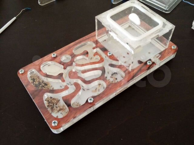 Формикарий с муравьями-жнецами