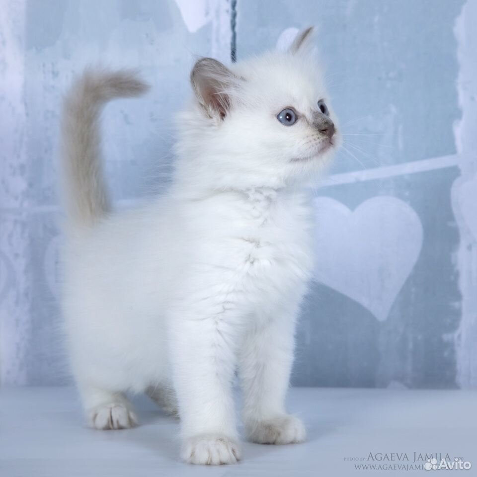 Котята рэгдолл питомник