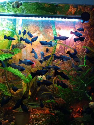 Аквариумные рыбки