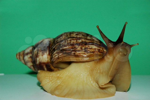 Улитки ахатины