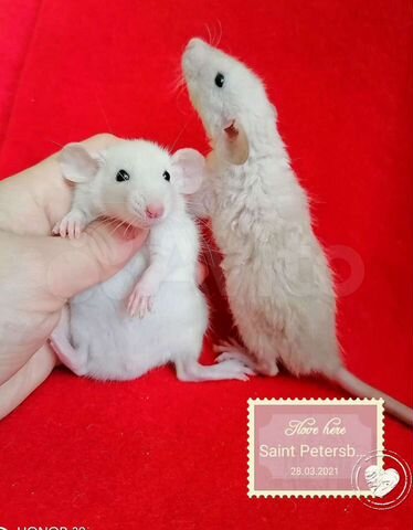 Крыса крысята дамбо сиамского окраса
