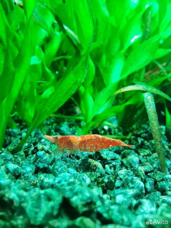 Криветки Вишня