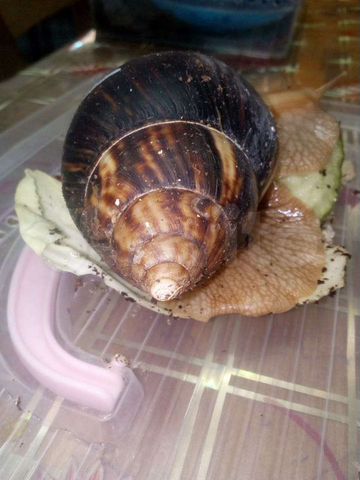 Ахатина иммакулята