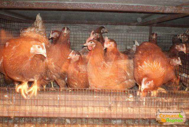 Куры молодки несушки,радонит
